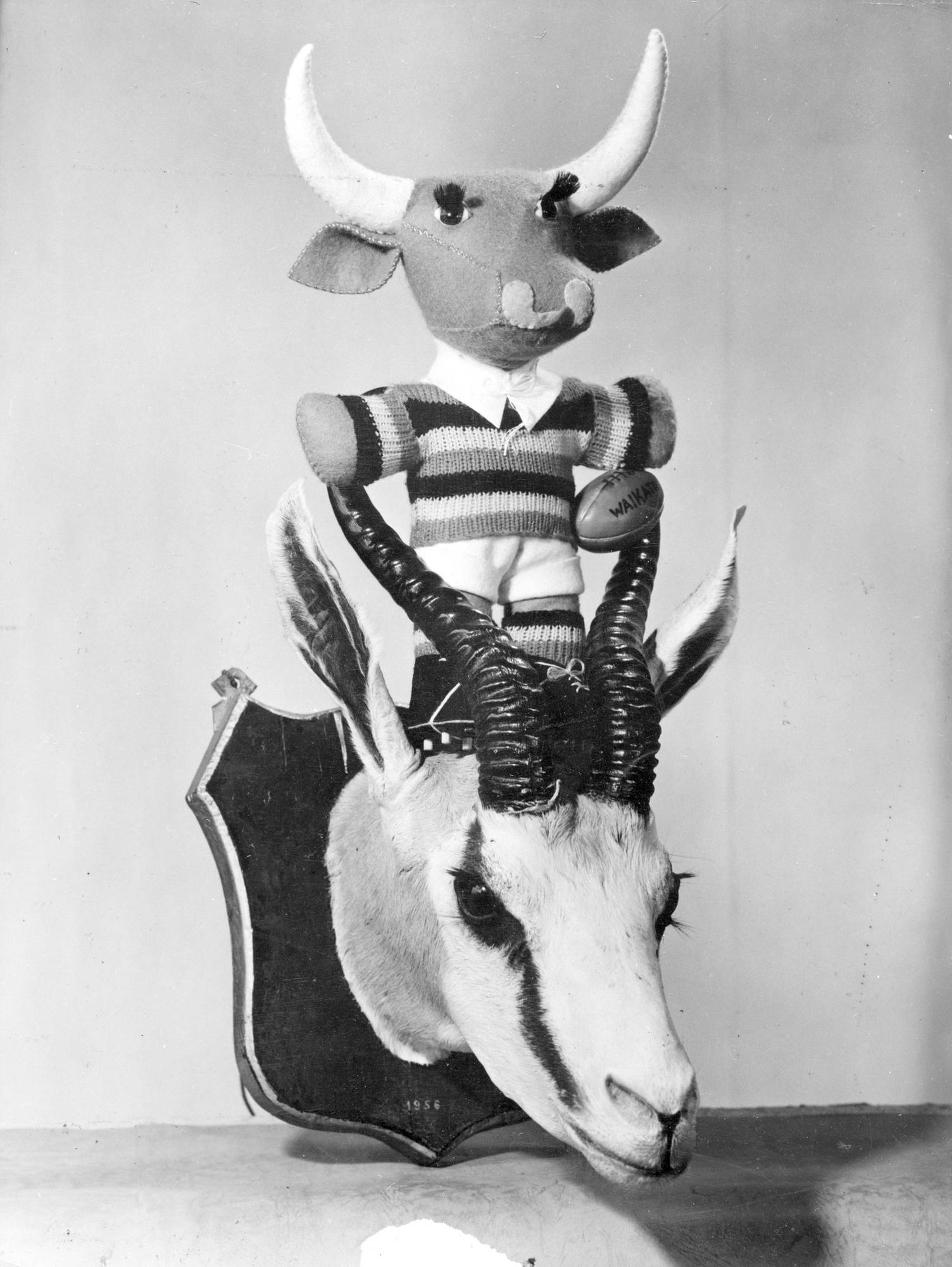 Mooloo, The Waikato Rugby Mascot - Hamilton Libraries Heritage ...