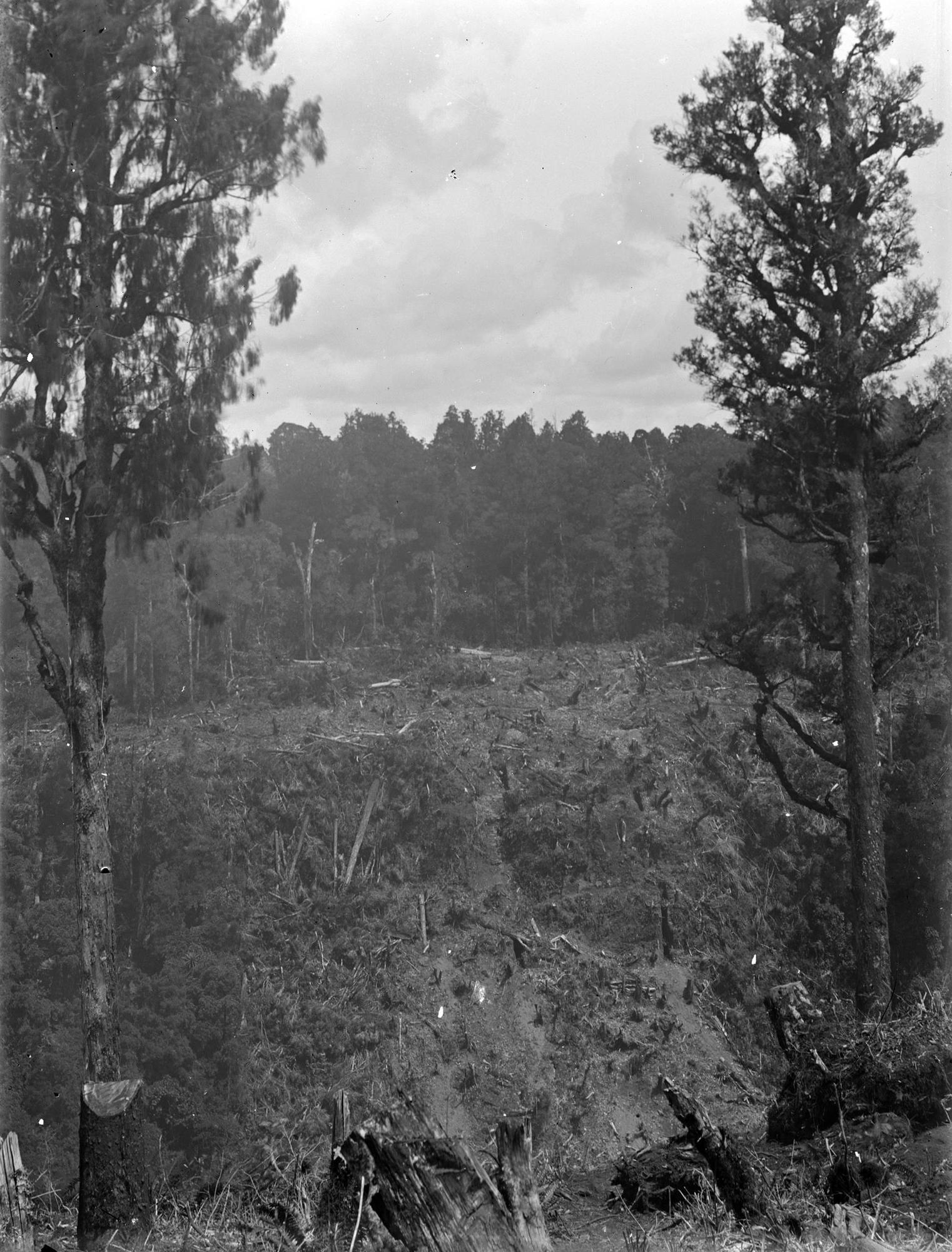 Bush in Raurimu area - Hamilton Libraries Heritage Collection Online